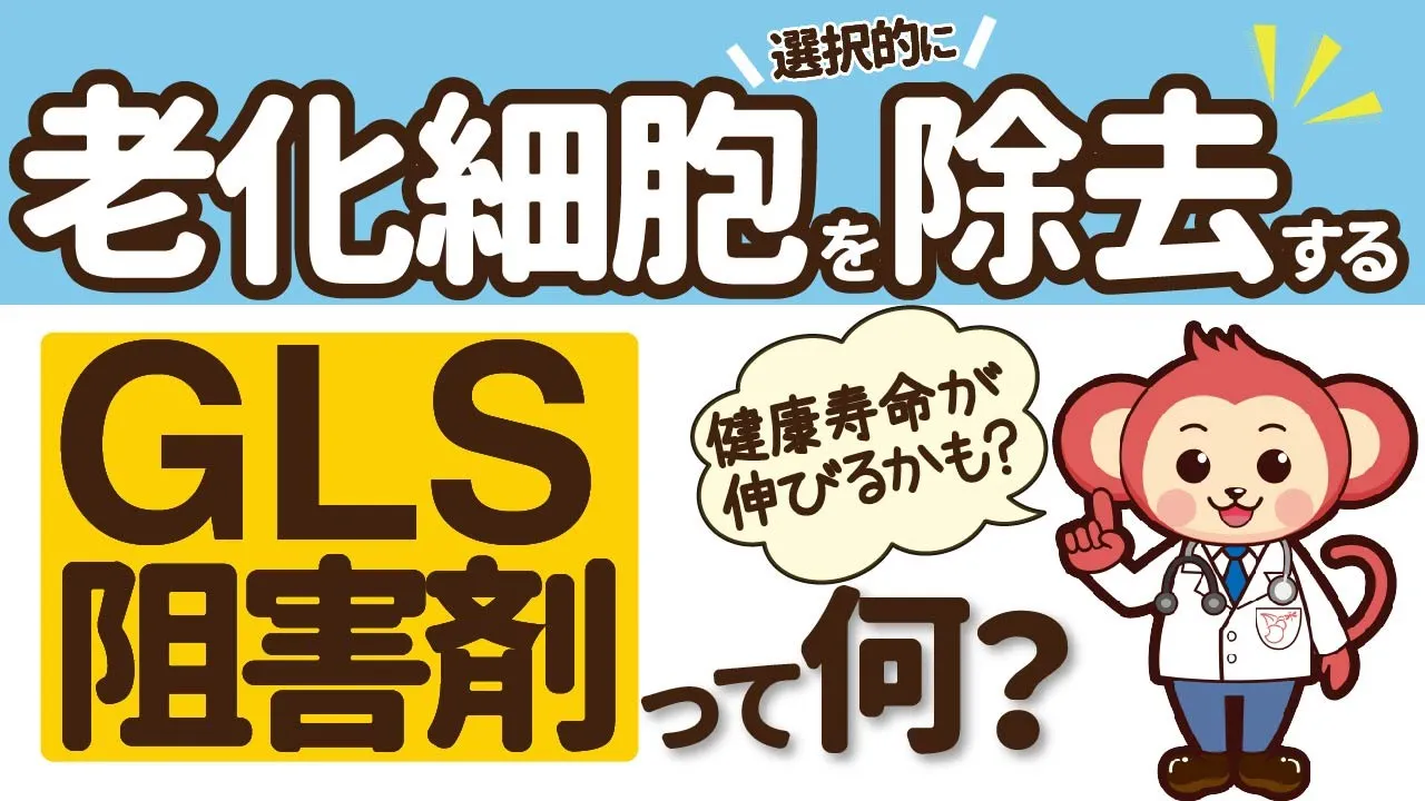 老化細胞を選択的に除去する「GLS1阻害剤」って何？ | 合同会社 Medivery（メディバリー）